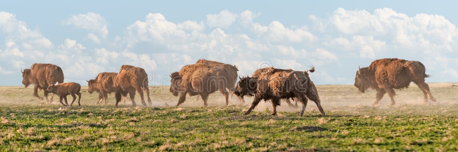 Moose in lake at sunset stock photo. Image of mammal - 13486588