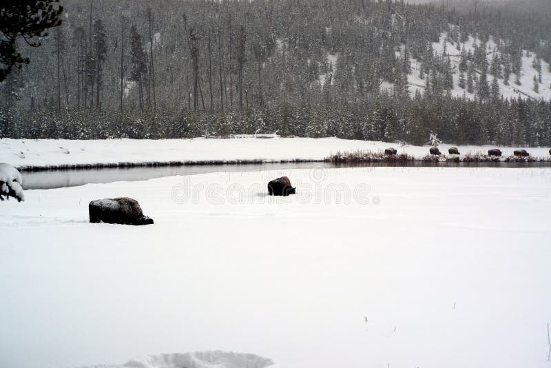 American Bison Yellowstone National Park Stock Photo - Image of bull ...