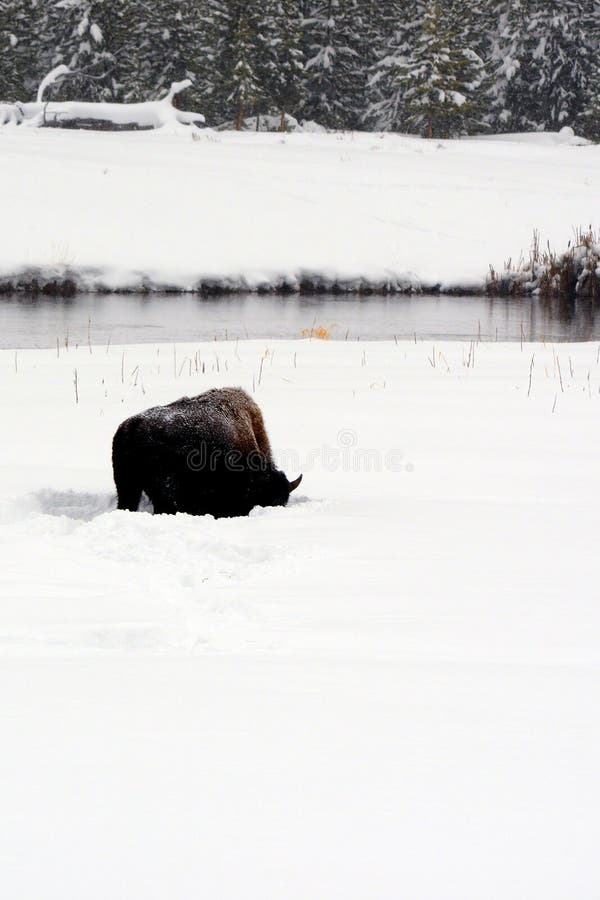 American Bison Yellowstone National Park Stock Image - Image of migrate ...
