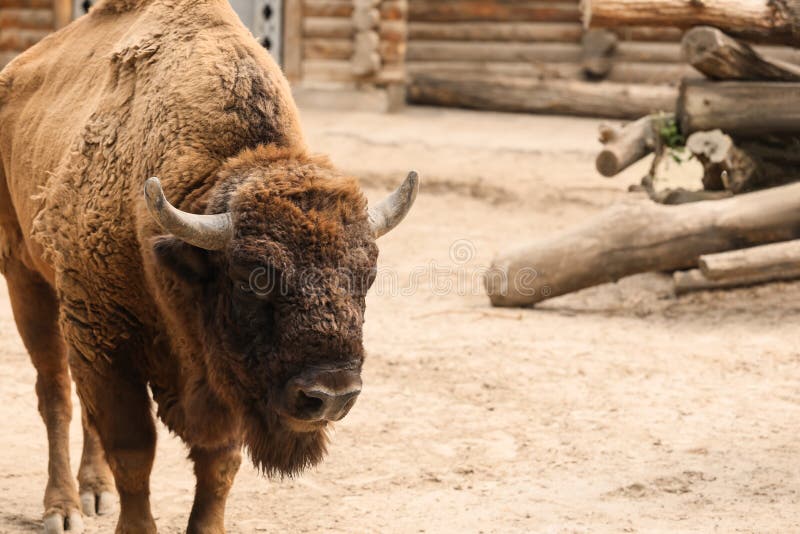 American Bison in Zoo Enclosure, Space for Text Stock Photo - Image of ...