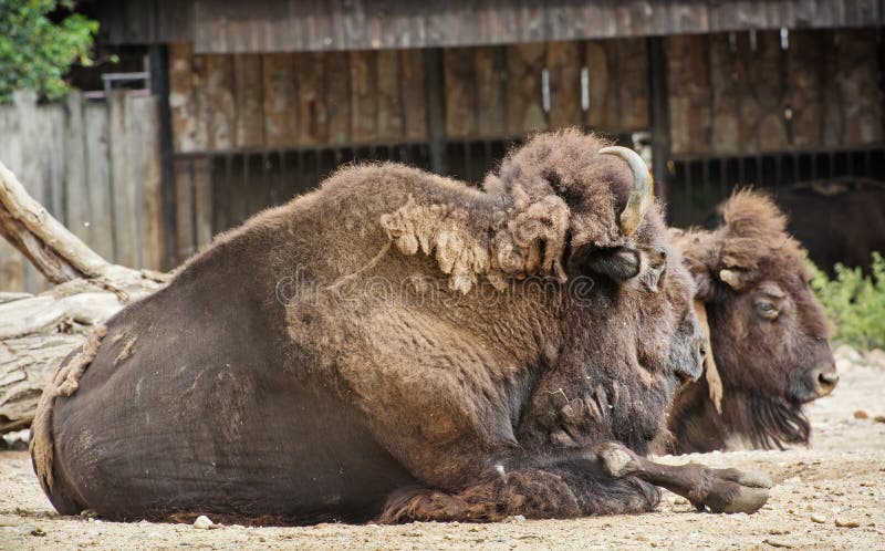 American bisons resting stock photo. Image of horned - 48885000