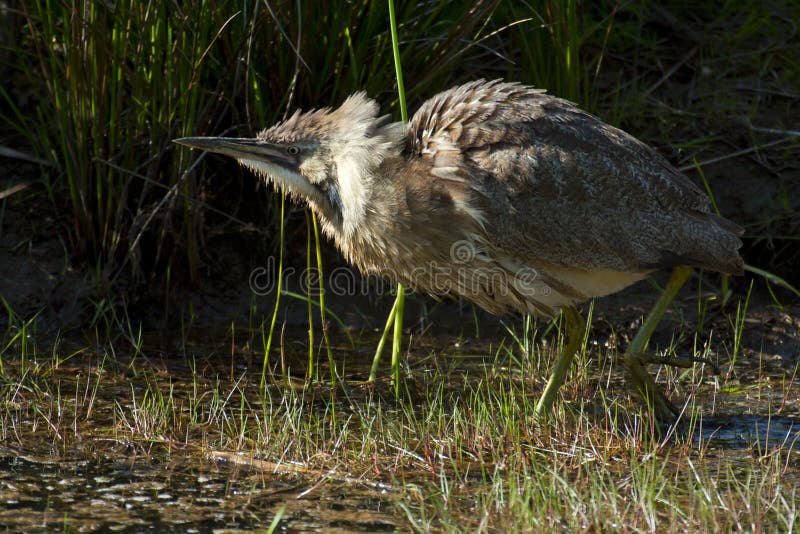 An American Bittern Standing in the Reeds Stock Photo - Image of ...