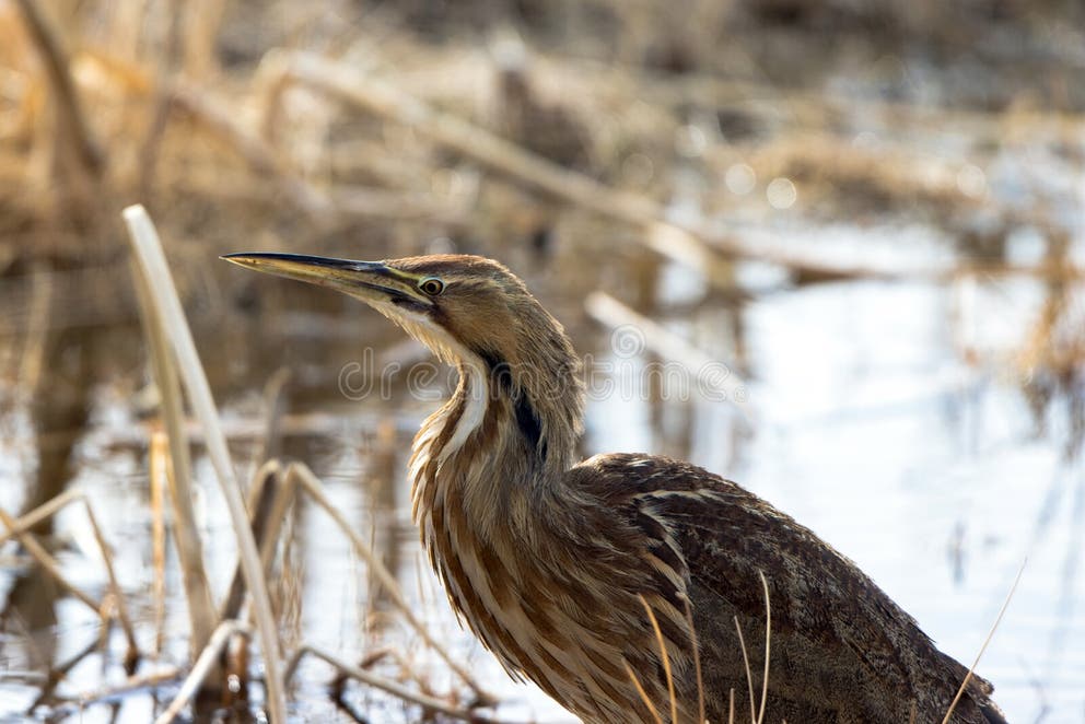 American Bittern in a Marsh in Southern Colorado Stock Photo - Image of ...