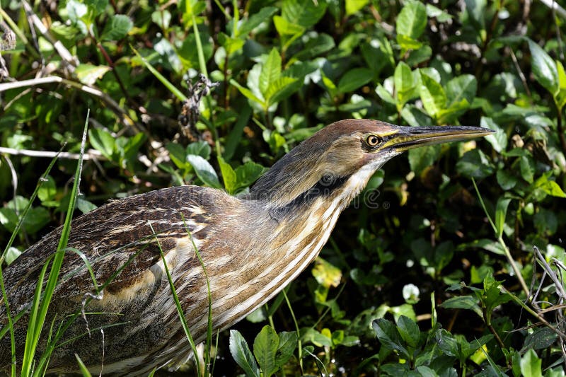 American Bittern, Botaurus Lentiginosus Stock Photo - Image of america ...