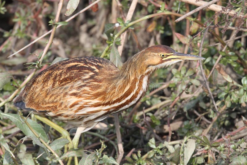 American Bittern (Botaurus Lentiginosus) Stock Photo - Image of ...