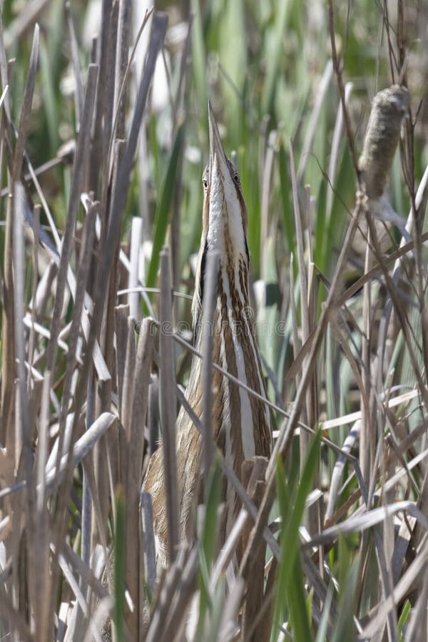 A Classic Pose of the Rabbit Stock Photo - Image of feast, animal: 775982