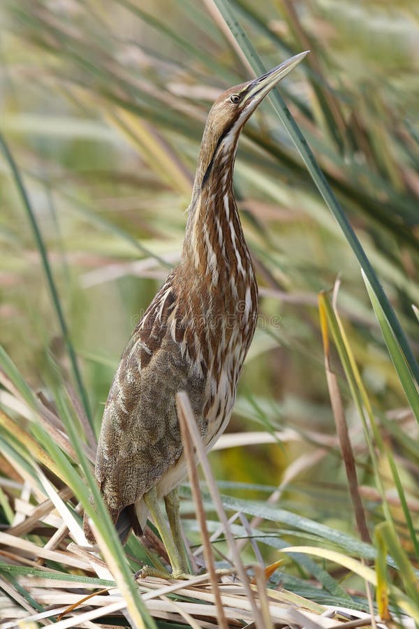 Hiding Bittern stock photo. Image of birds, characteristic - 14742094