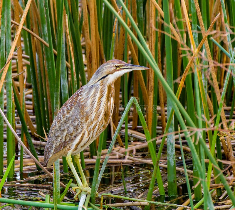 American Bittern stock image. Image of animal, american - 273804759