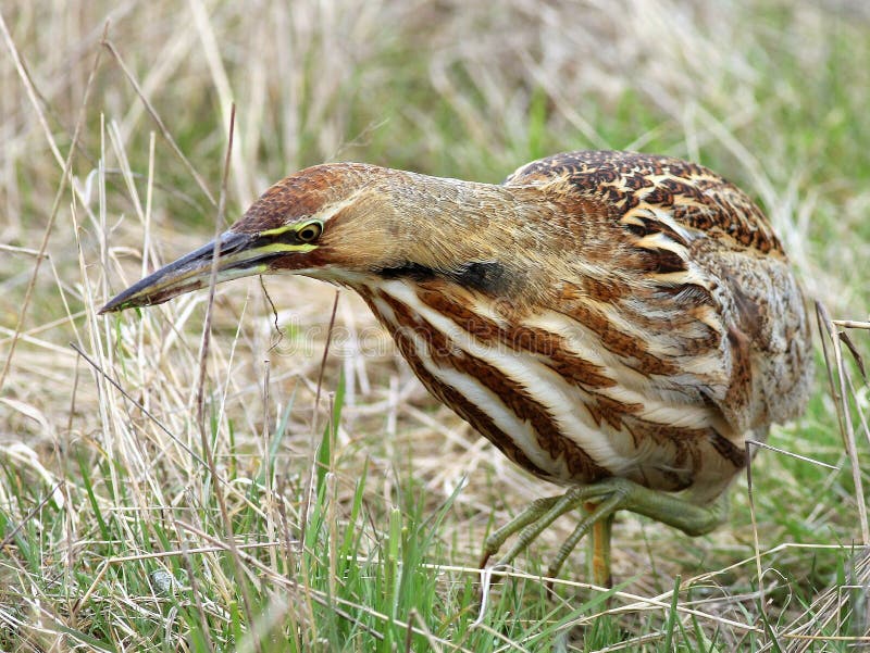 American Bittern Hunting stock photo. Image of hunting - 29332142