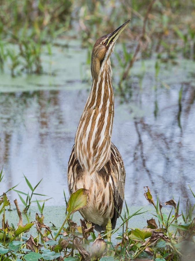 An American Bittern with Its Long Neck Stretched Out. Stock Image ...