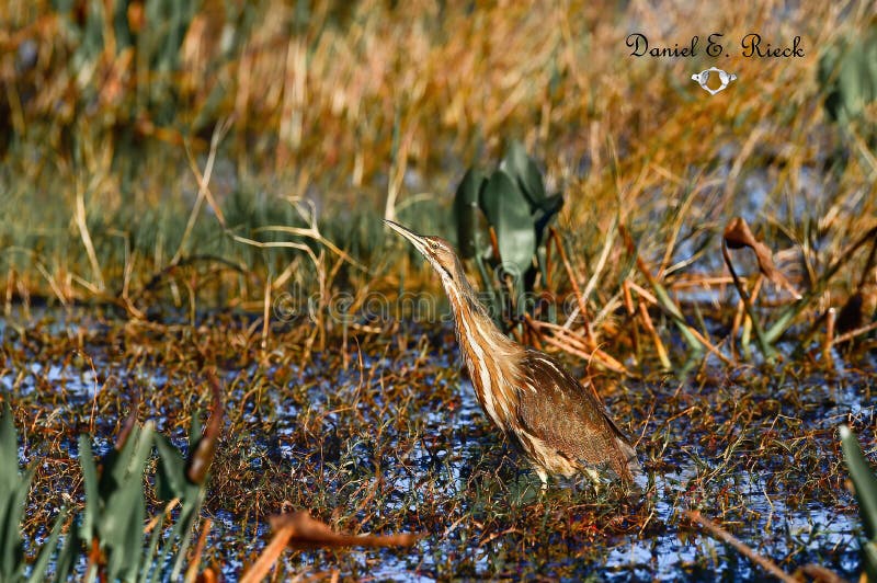 American Bittern Eating Greater Siren in Marsh with Pickerel Weed Stock ...