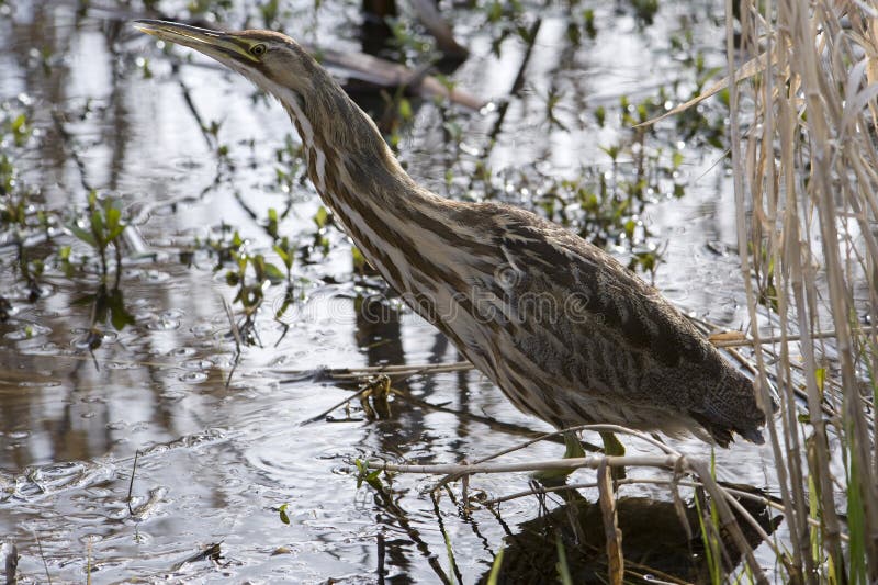 American Bittern Ridgefield Wa Stock Image - Image of ridgefield ...