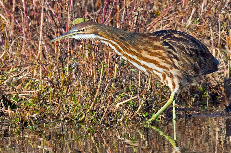 American Bittern Eating Greater Siren in Marsh with Pickerel Weed Stock ...