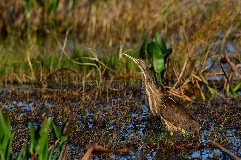 American Bittern Eating Greater Siren in Marsh with Pickerel Weed Stock ...