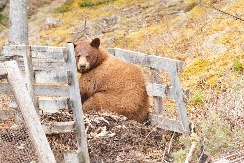 American Black Bea Sits On Garden Compost Pile Stock Image Image Of