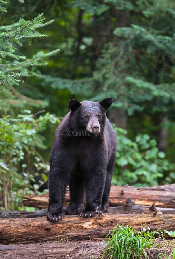 American Black Bear stock image. Image of forest, wildlife - 26309055