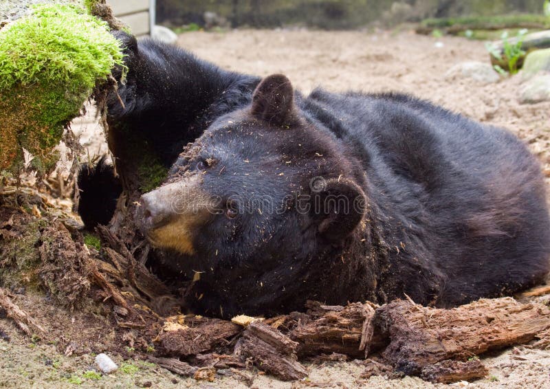 American Black Bear or Baribal Stock Image - Image of anmals, carnivore ...