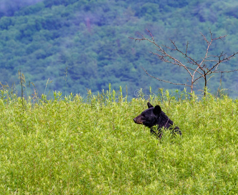 American Black Bear on the Field in Daylight Stock Image - Image of ...