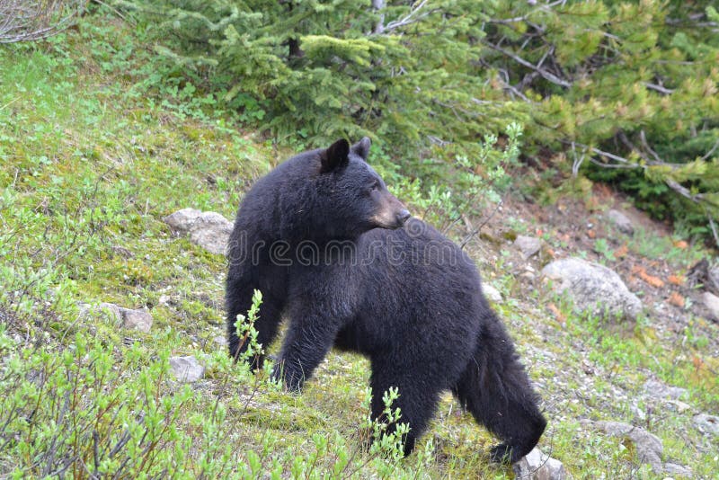 American Black Bear Looking Backwards Stock Photo - Image of green ...
