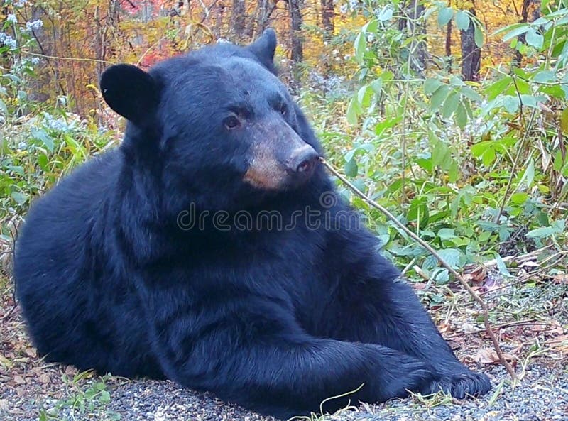 American Black Bear in the Mountains in Fall Stock Image - Image of ...