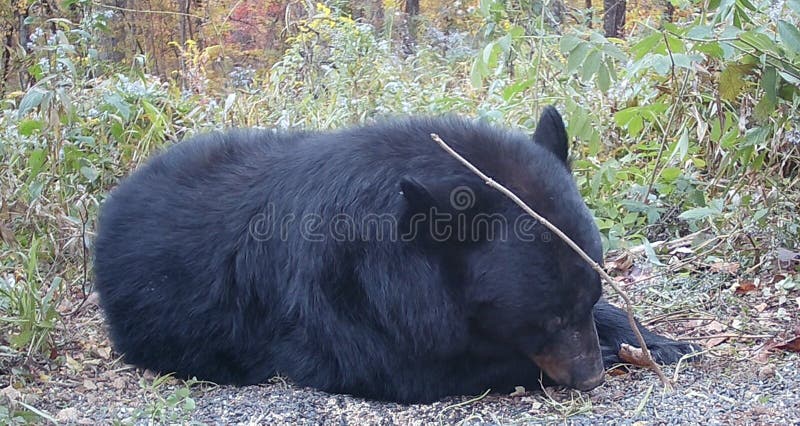 American Black Bear in the Mountains in Fall Stock Photo - Image of ...