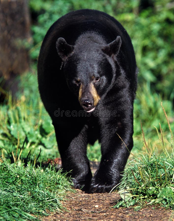American Black Bear (Ursus Americanus) Stock Image - Image of trees ...