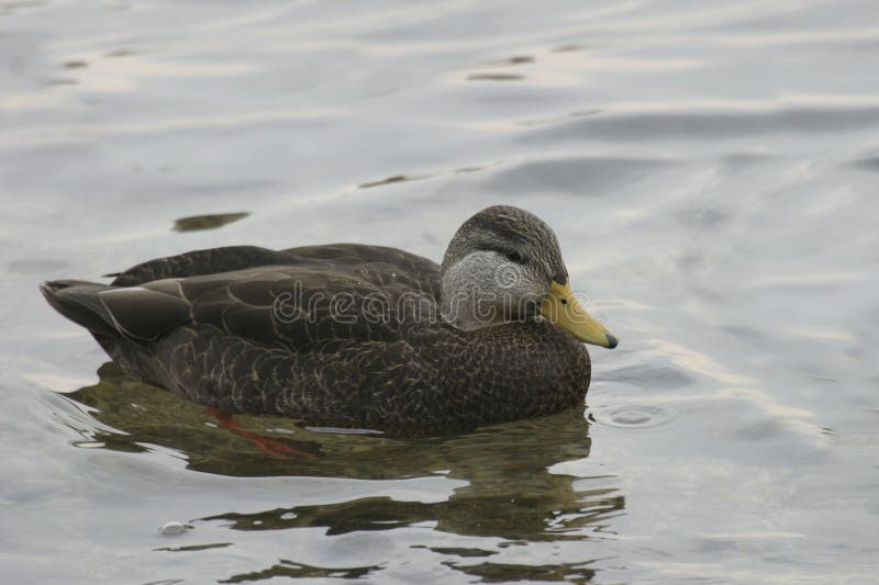 American Black Duck, Anas Rubripes Stock Image - Image of lake, animal ...