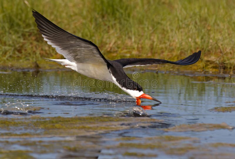 American Black Skimmer stock photo. Image of fishing - 72556874