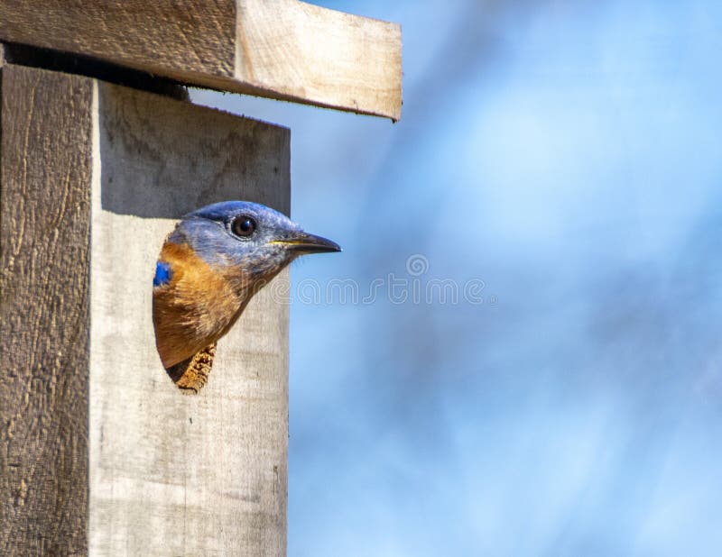 Nesting Blue-jay stock photo. Image of blue, nest, wildlife - 112132