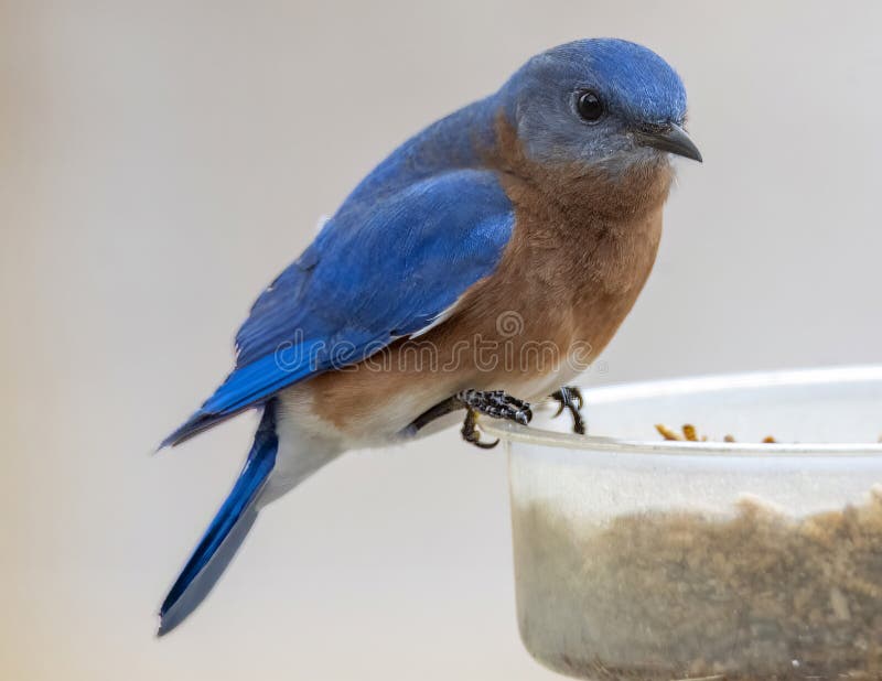 American Blue Bird stock image. Image of bluebird, animal - 270813683