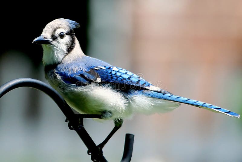 American Blue Jay on Feeder Stock Photo - Image of setting, bird: 2866330