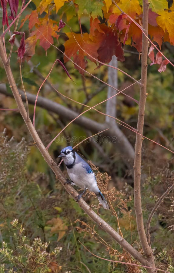 American Blue Jay in a Woodland in Autumn Stock Image - Image of fall ...