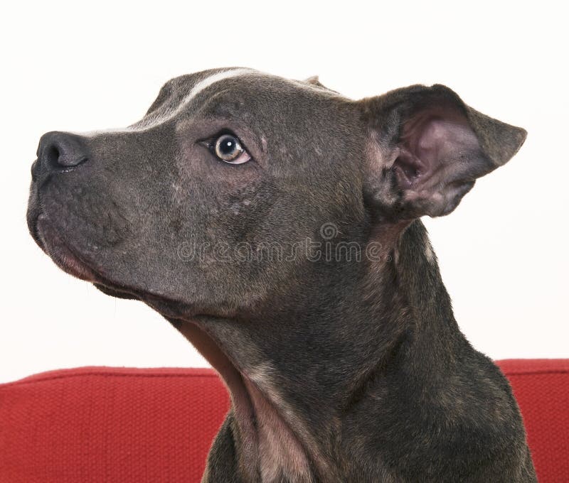 Pitbull Head Profile