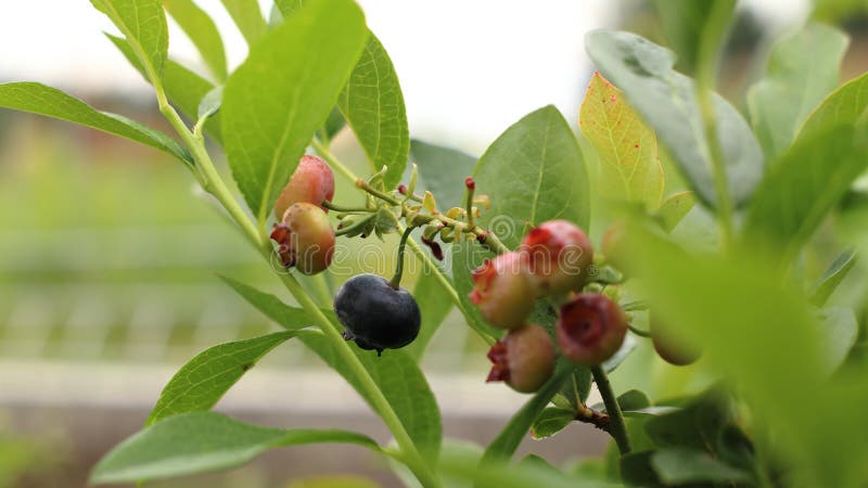American blueberry stock image. Image of berry, vegetable - 256812401