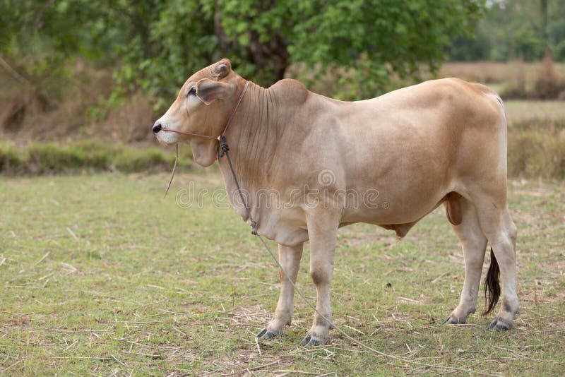 American Brahman Cow stock image. Image of american, animal - 55795433