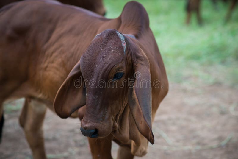 American Brahman Cow Cattle Closeup Portrait Stock Photo - Image of ...