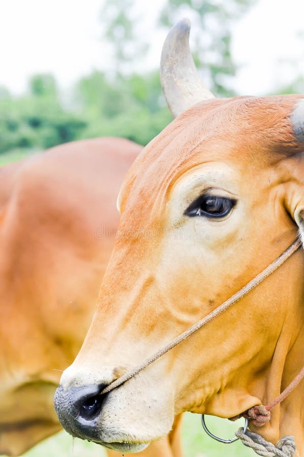 American Brahman Cow stock image. Image of breeding, closeup - 55053857