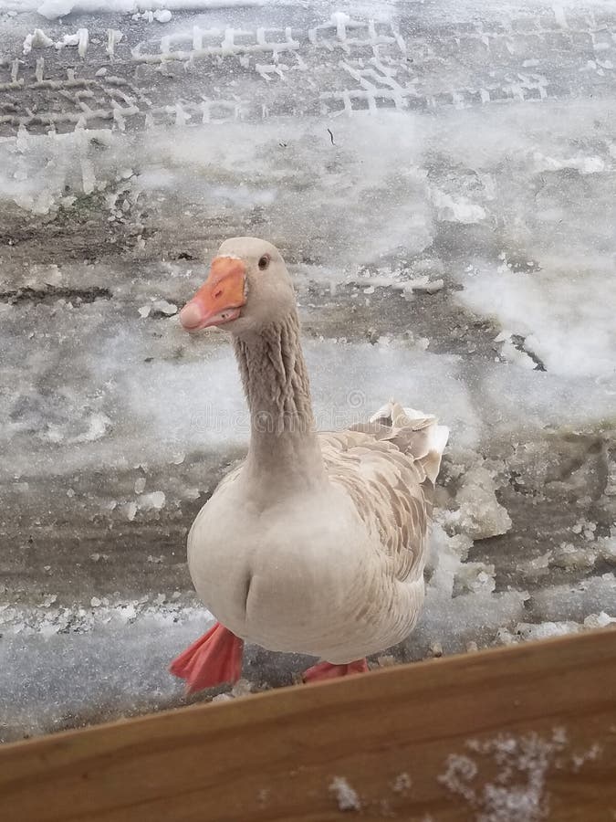 American buff goose stock image. Image of goose, buff - 165314463