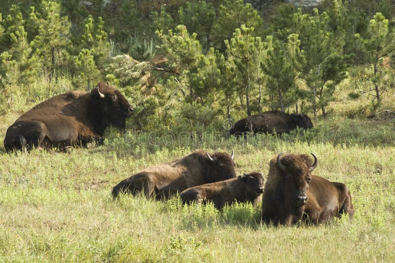 American Buffalo 1 stock photo. Image of wildlife, bison - 3532928