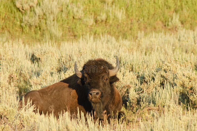 American Buffalo stock image. Image of indigenous, bovine - 14359599