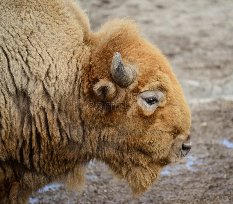 American buffalo stock photo. Image of brown, hoofed - 151671916