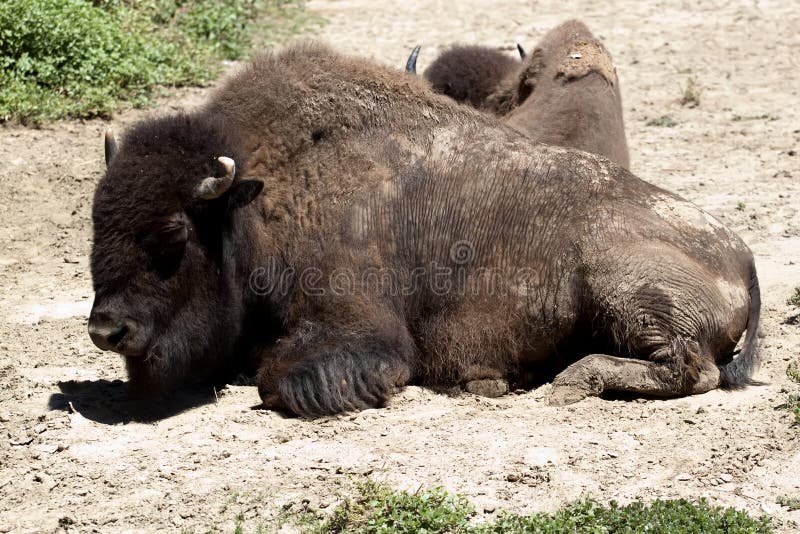 American Buffalo stock image. Image of hair, male, america - 17828799