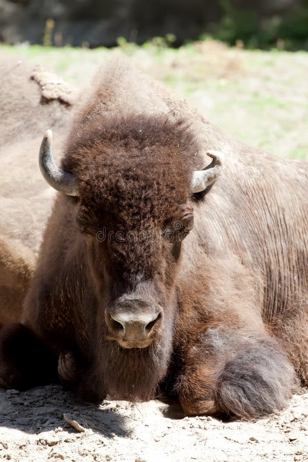 American Buffalo stock photo. Image of america, wildlife - 17828824