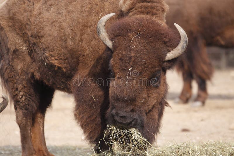 American buffalo stock image. Image of food, american - 18654289