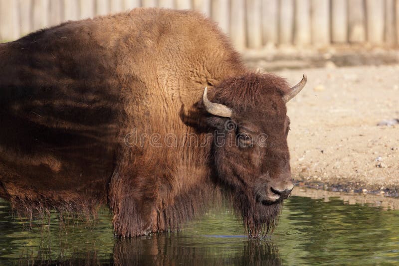 American buffalo stock photo. Image of water, plains - 21507184