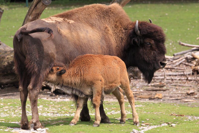 American buffalo stock photo. Image of grassland, adult - 23382528