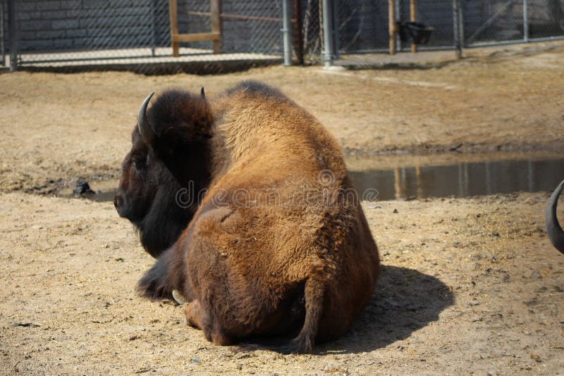 Bison in Rear View Mirror stock image. Image of wild - 82379913
