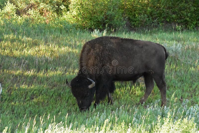 American Buffalo Grazing in the Shade of a Tree Stock Photo - Image of ...