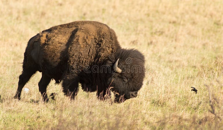 304 Angry Native American Stock Photos - Free & Royalty-Free Stock ...