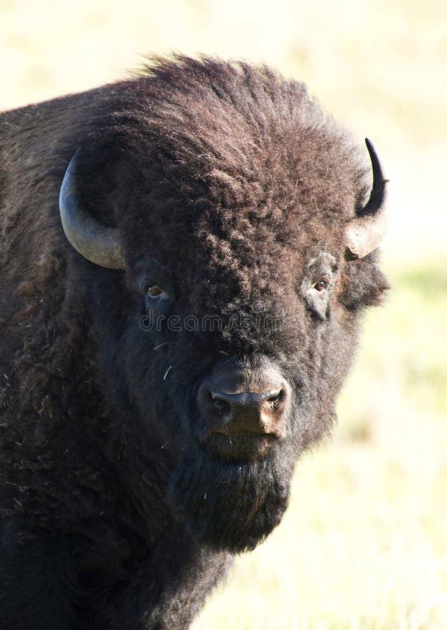 American Buffalo stock image. Image of beast, buffalo - 30818605